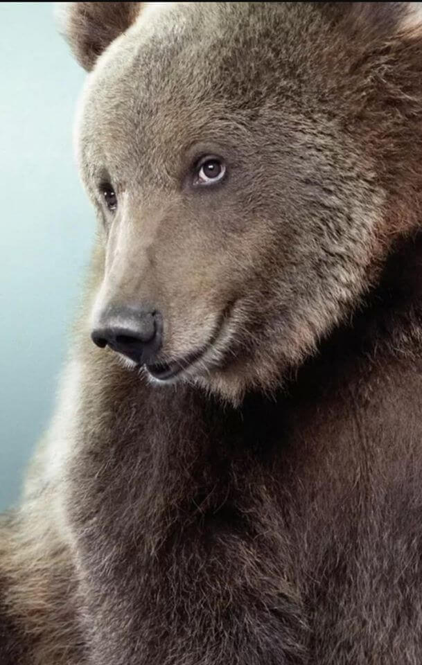 Gallery – Bear Miller